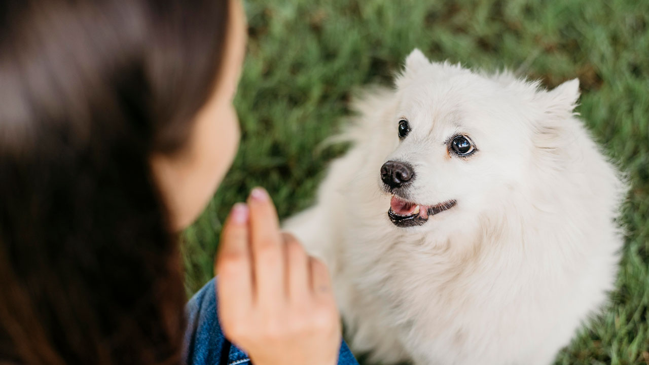 Cão Comando – Adestramento Canino